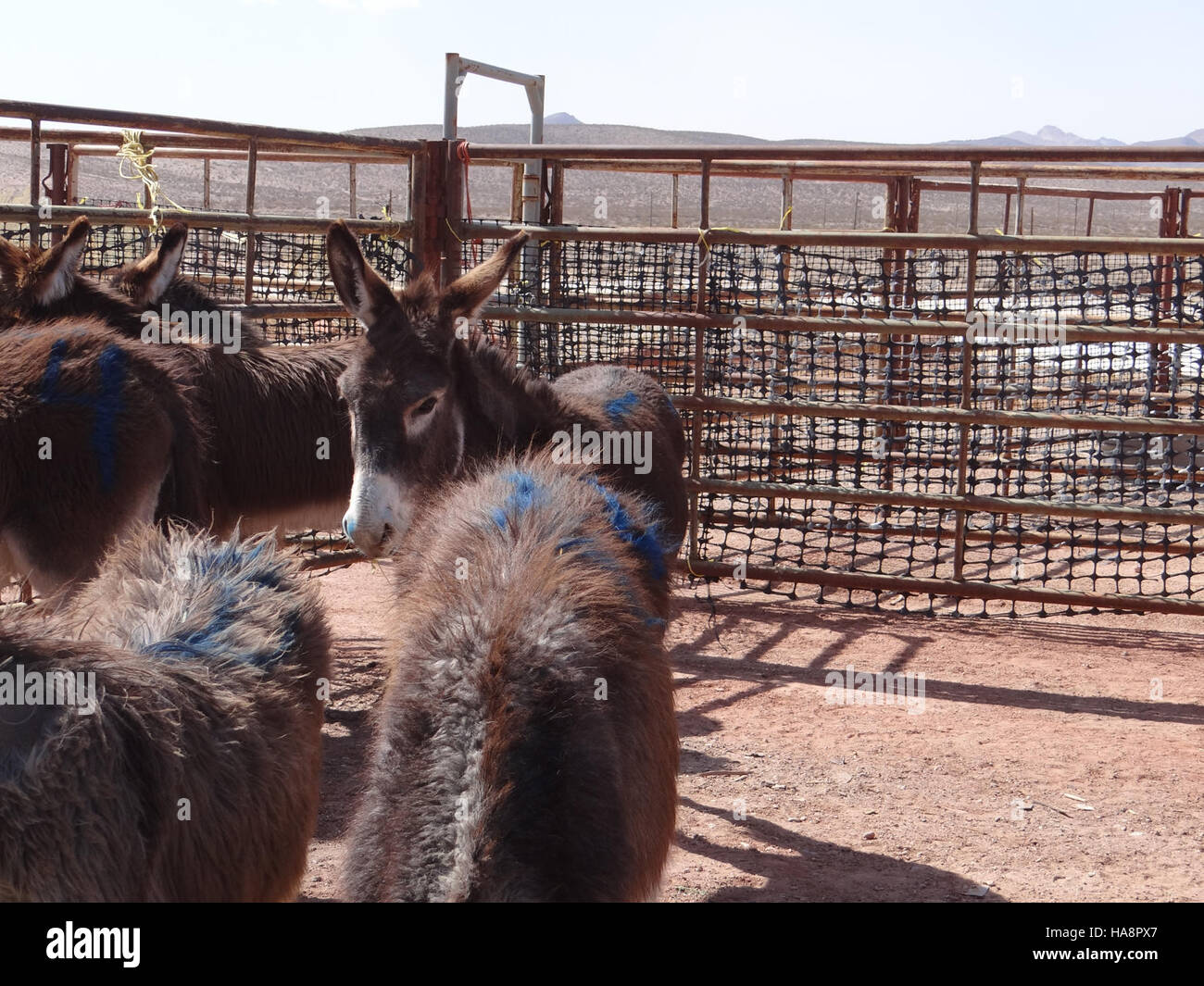 Blm herd management area hi-res stock photography and images - Alamy