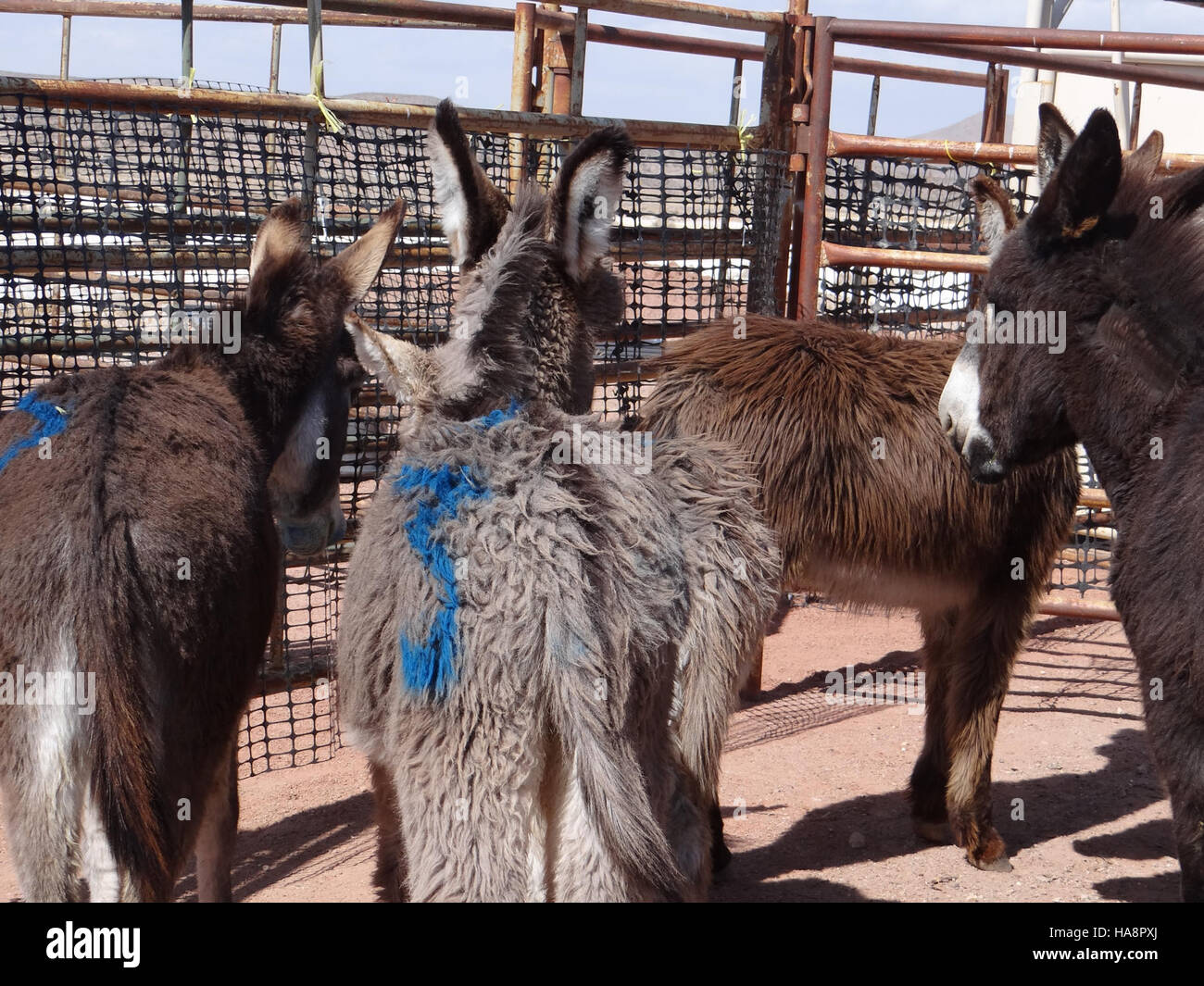 blmnevada 6979703455 Bullfrog HMA Wild Burro Gather - Yearlings ready ...
