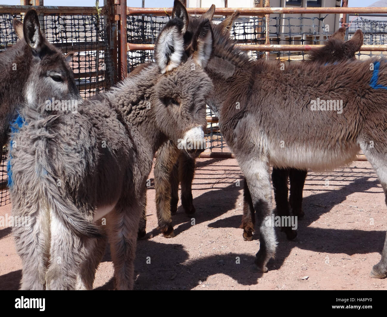 The Bullfrog HMA Wild Burro Gather in Nevada is a conservation effort ...