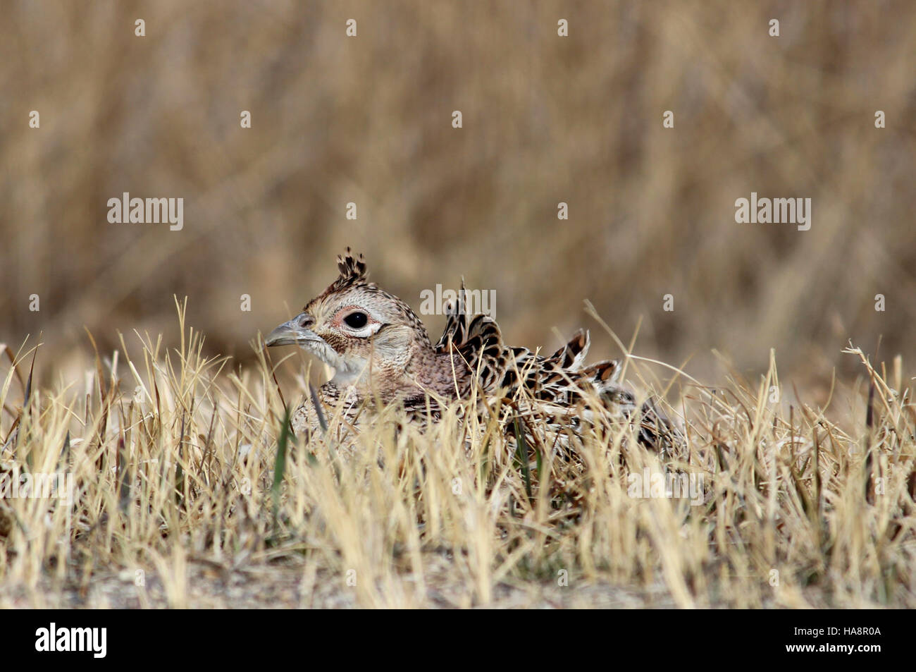 A windy scene in a national park captured by the U.S. Fish and Wildlife ...
