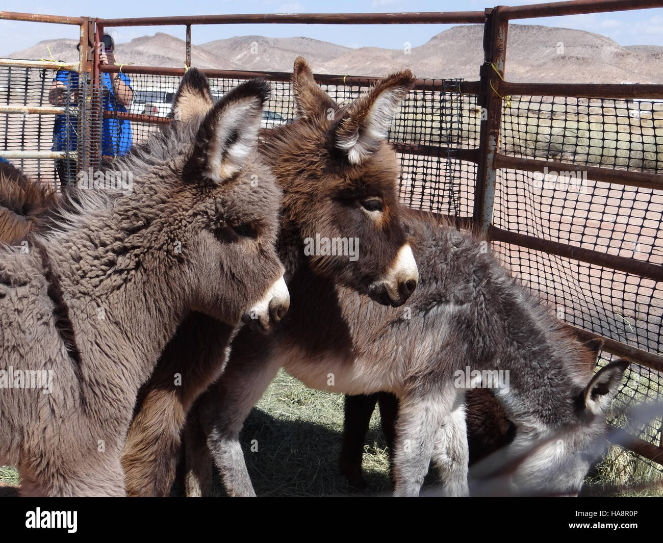 Yearling wild burros from the Bullfrog Herd Management Area in Nevada ...