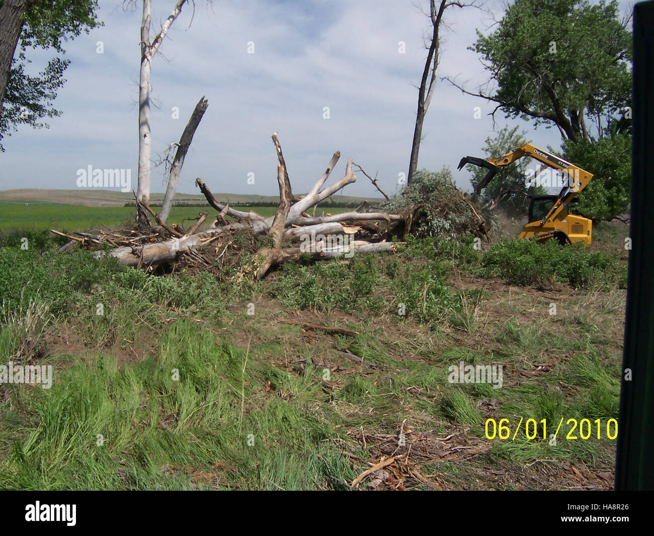 This image depicts the removal of invasive Tamarisk plants from a ...