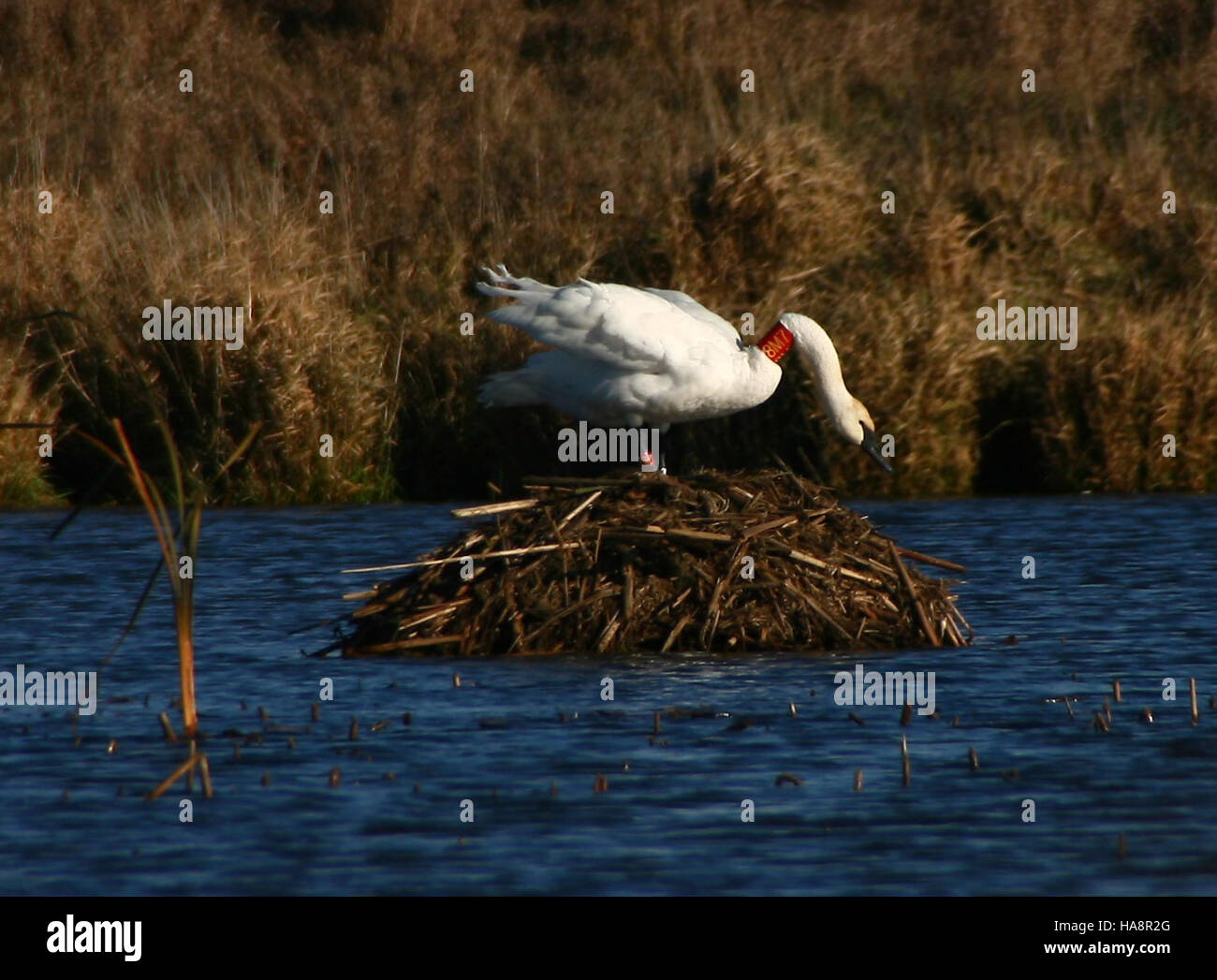 Restoring habitats in national parks helps increase biodiversity and ...
