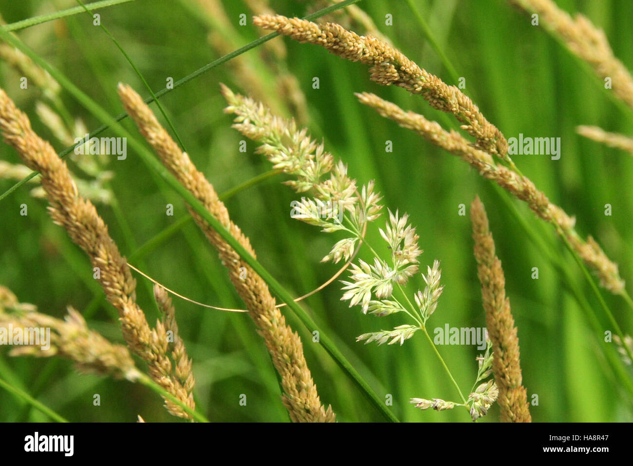 Bluejoint calamagrostis canadensis hi-res stock photography and images ...