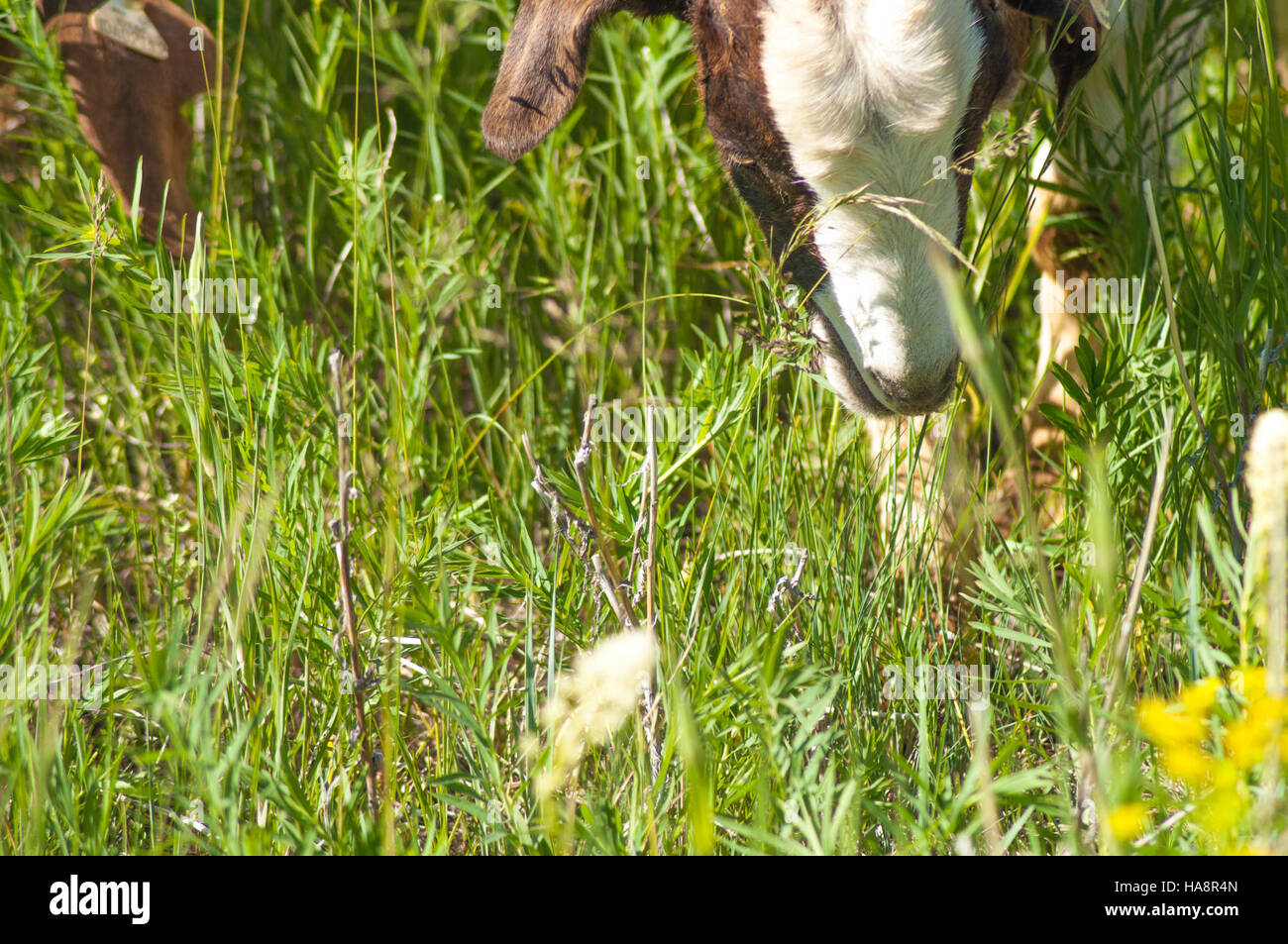 usfwsmtnprairie 14212758488 Goat landing on Bozeman Fish Technology ...