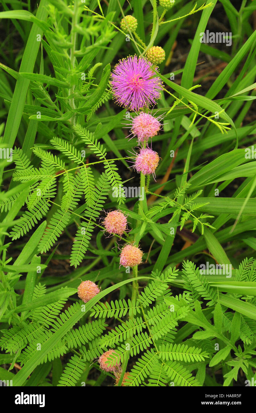 Mimosa plants hi-res stock photography and images - Alamy