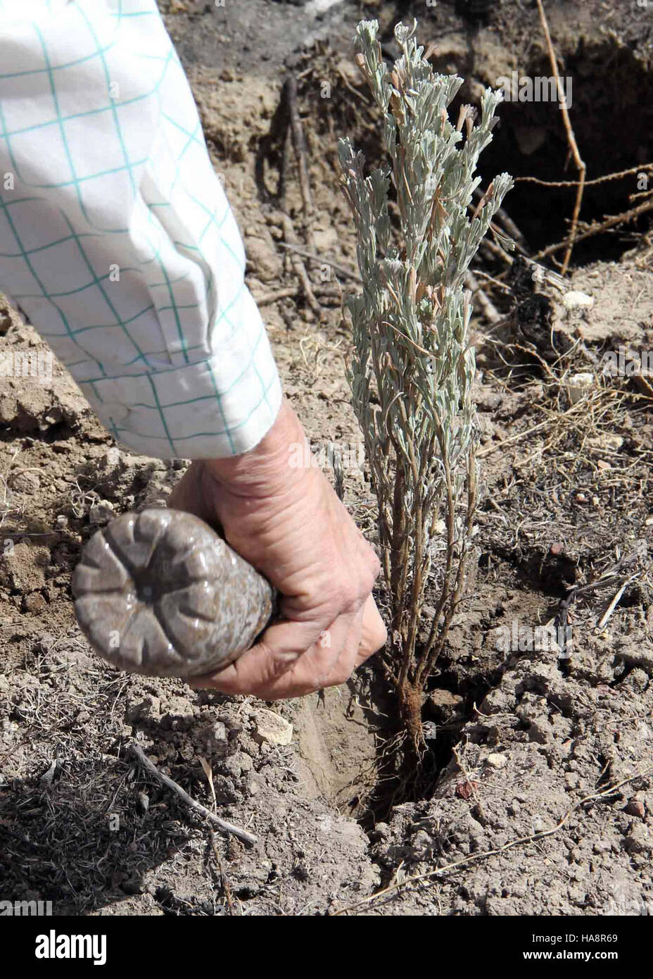 blmnevada 7048587741 Seedling planting ear Rock Creek Ranch, north of ...