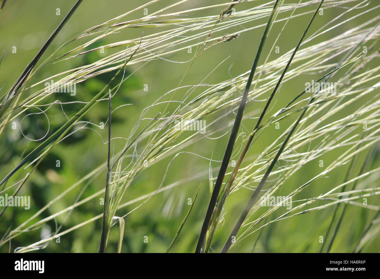 Illustrating unique plant features hi-res stock photography and images ...