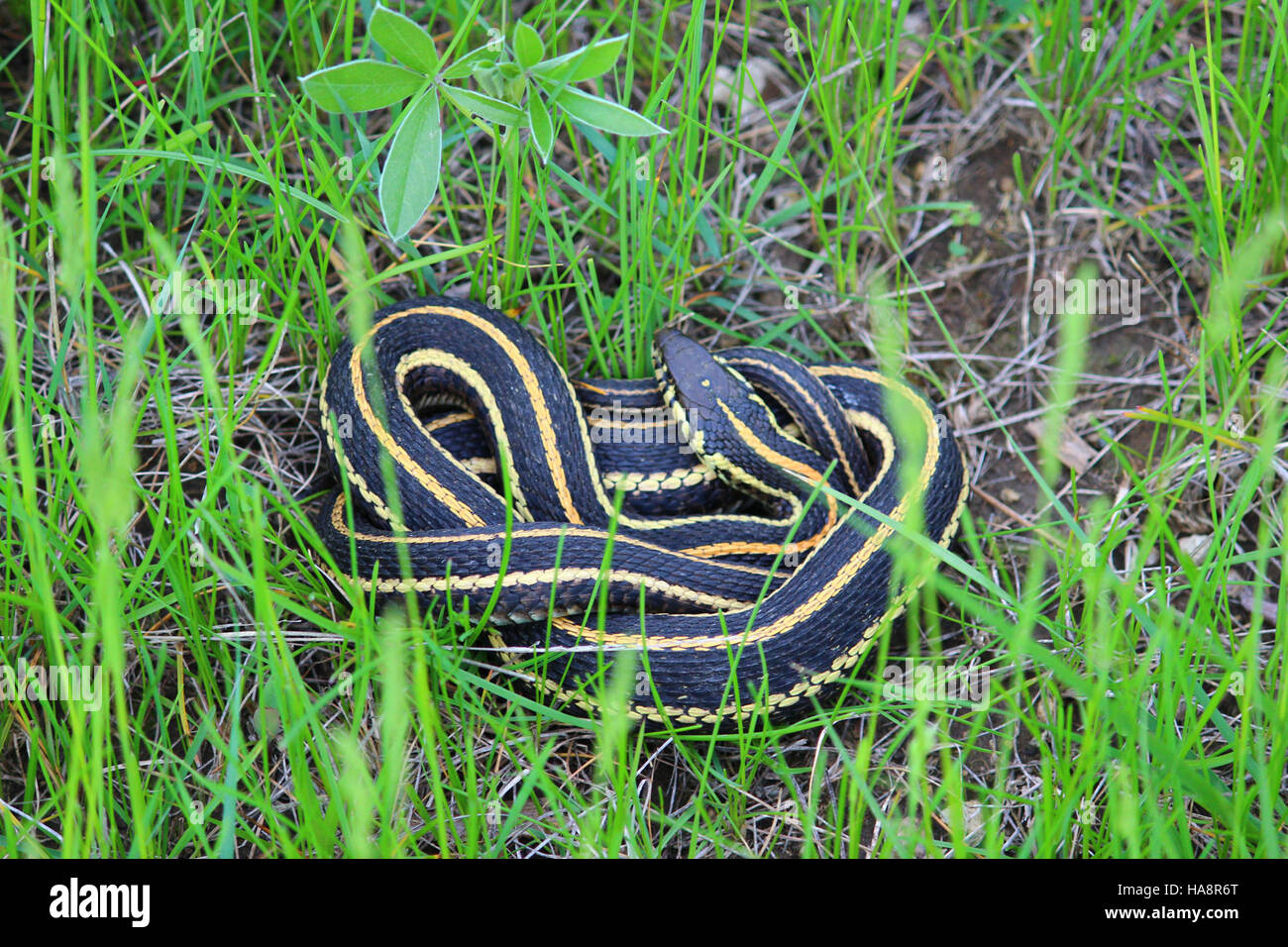 A garter snake is seen in its natural habitat at a National Park ...