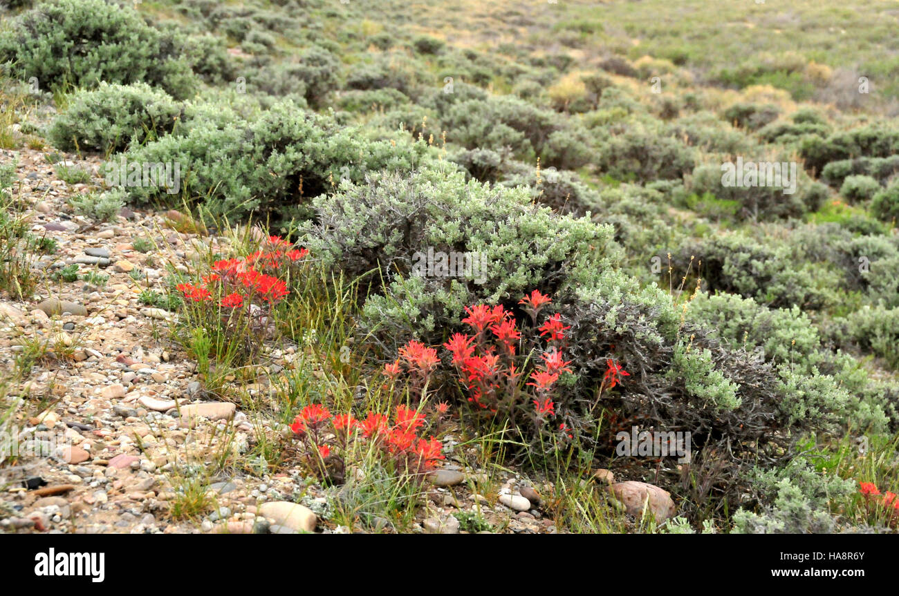 Indian ecology hi-res stock photography and images - Alamy