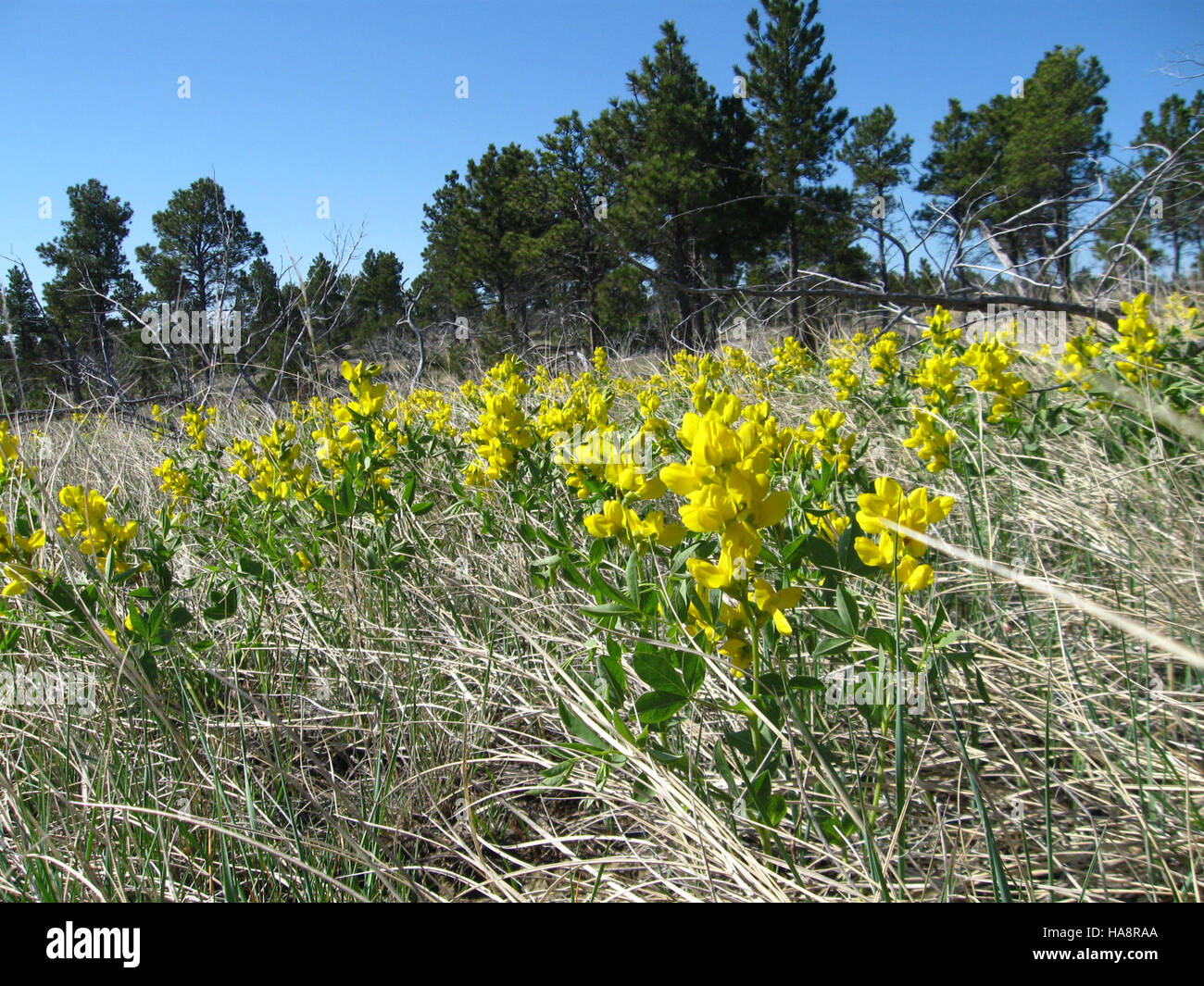 The Golden Pea, a rare plant species, is featured in this national park ...