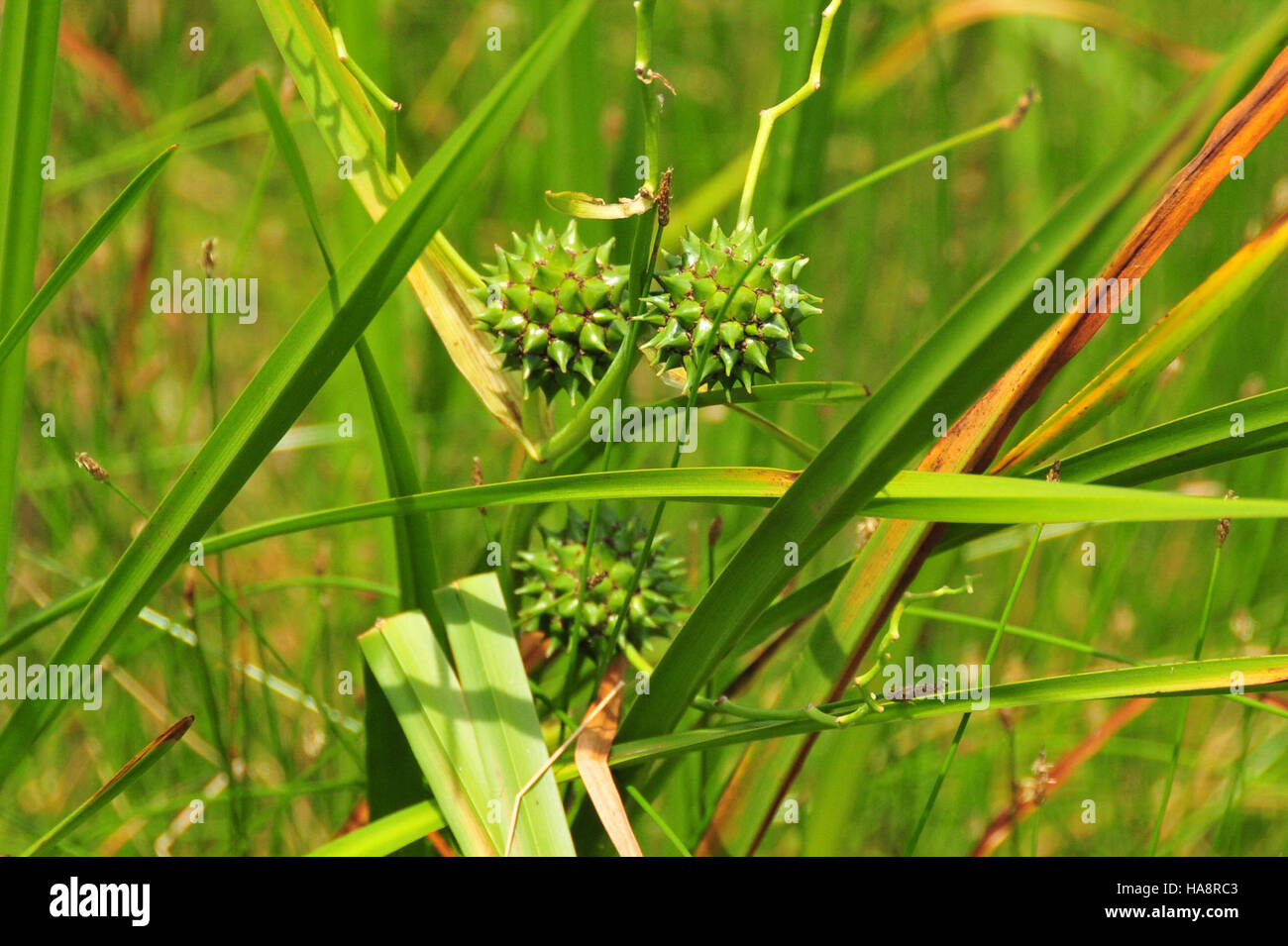 Bur-reed (Sparganium eurycarpum) at Sand Lake Wetland Management ...