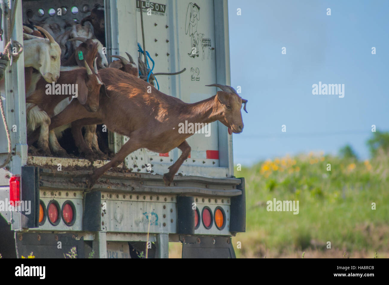 usfwsmtnprairie 14397998372 Goat landing on Bozeman Fish Technology ...