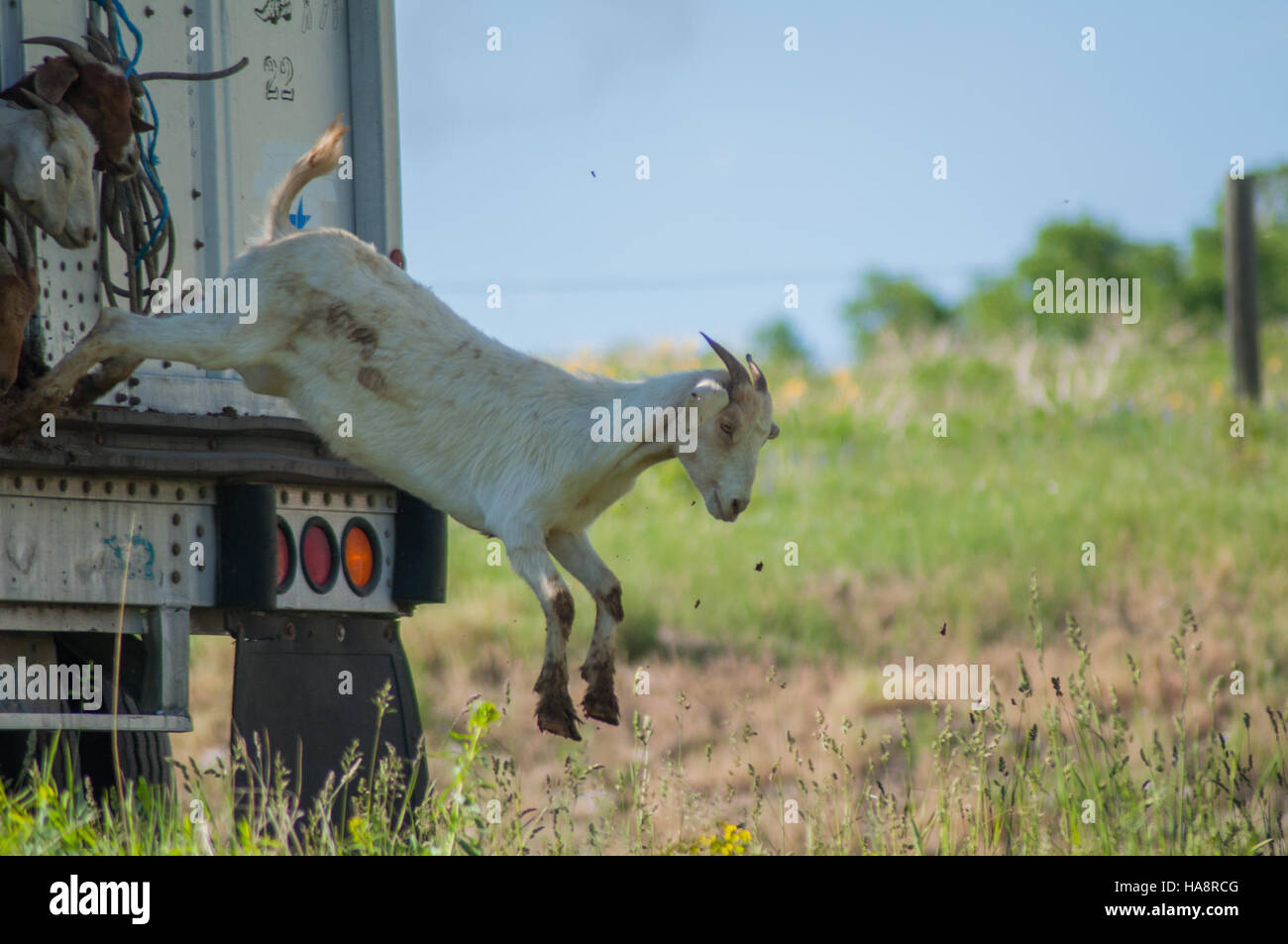 usfwsmtnprairie 14398073752 Goat landing on Bozeman Fish Technology ...