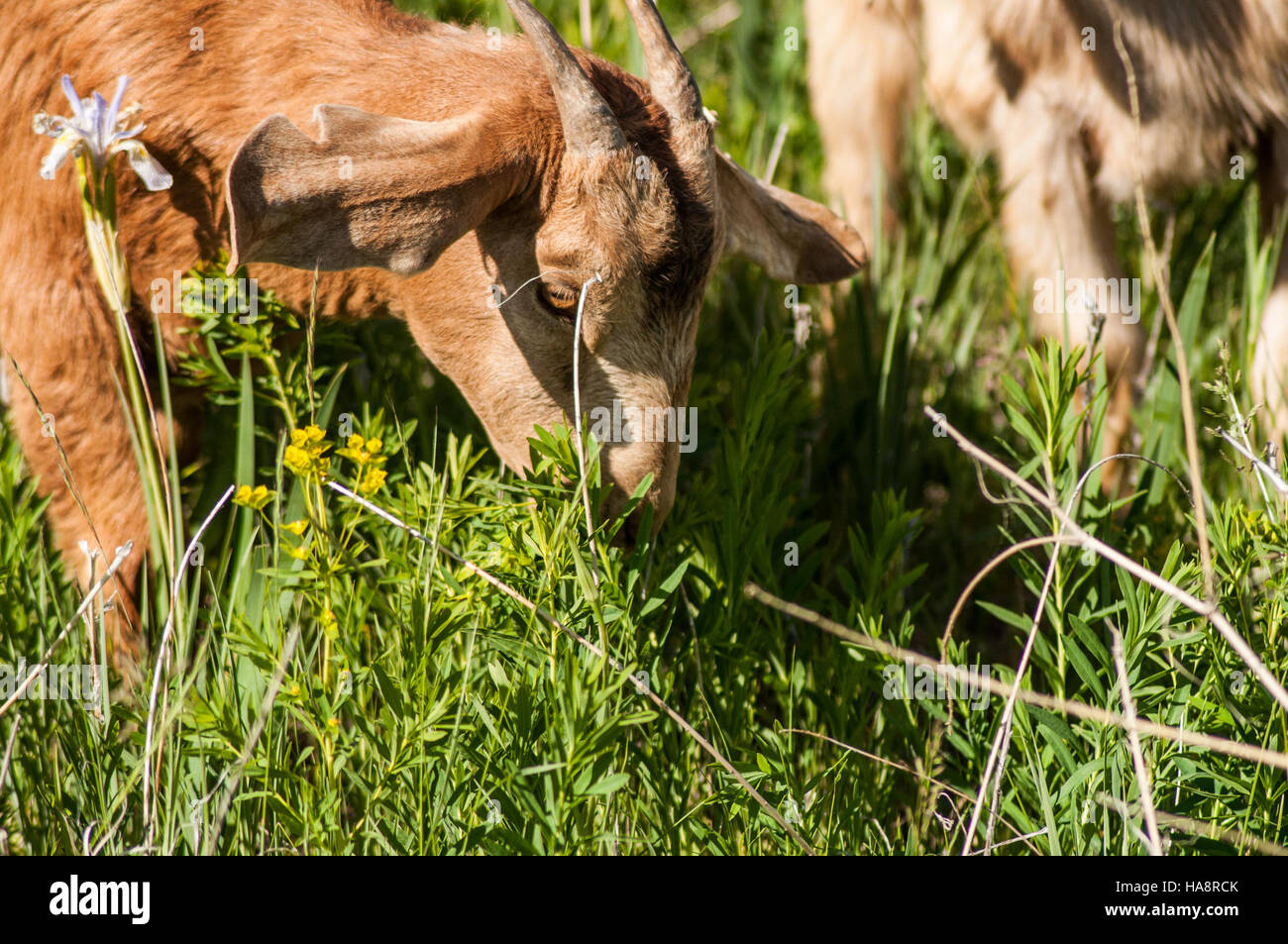 A photo capturing a goat landing at the Bozeman Fish Technology Center ...