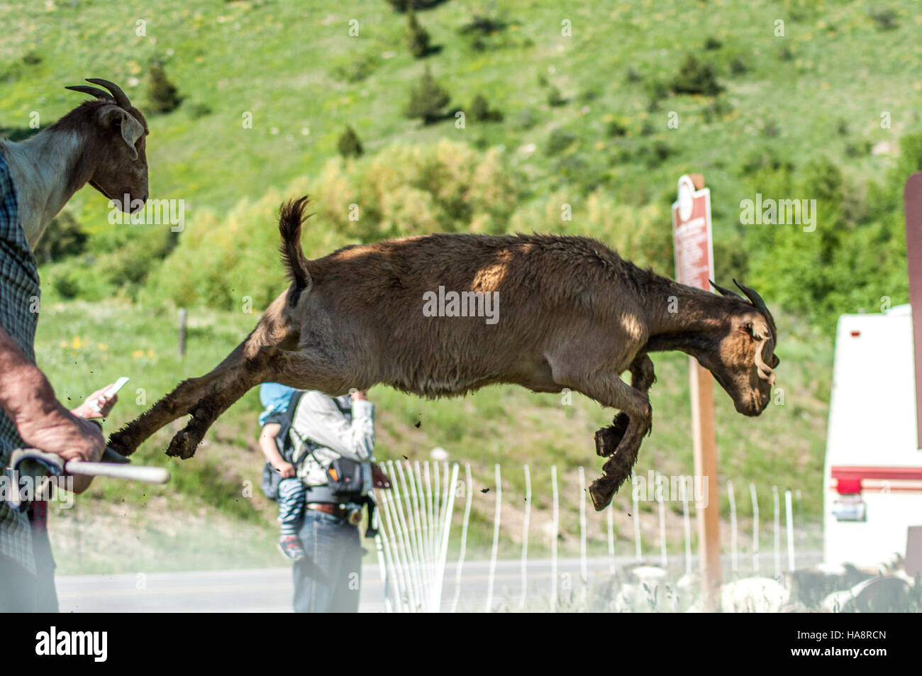 A goat lands at Bozeman Fish Technology Center, highlighting the ...