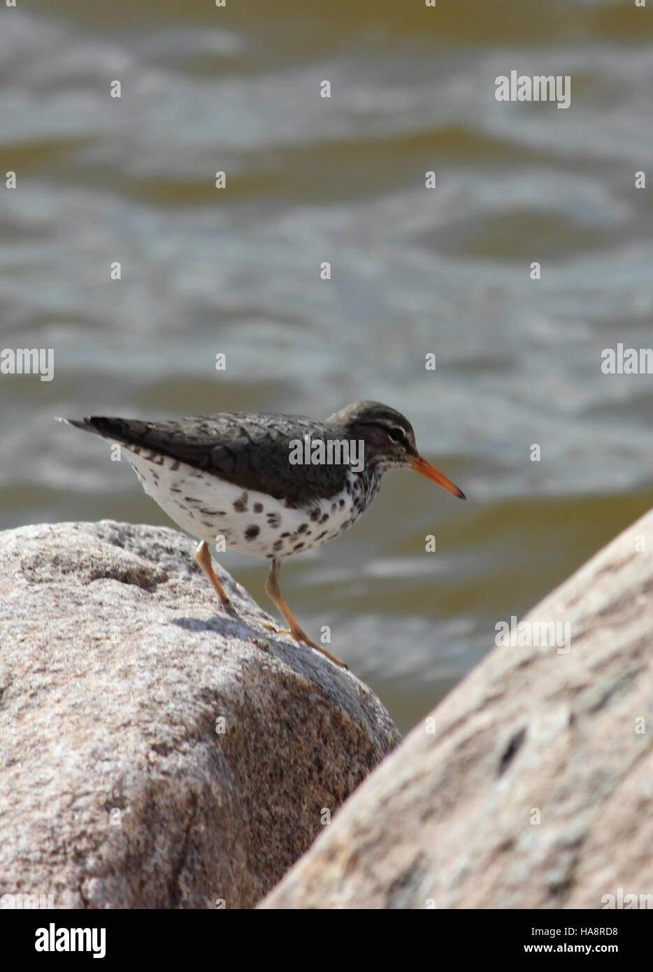 The Spotted Sandpiper, a migratory shorebird, can be observed in ...