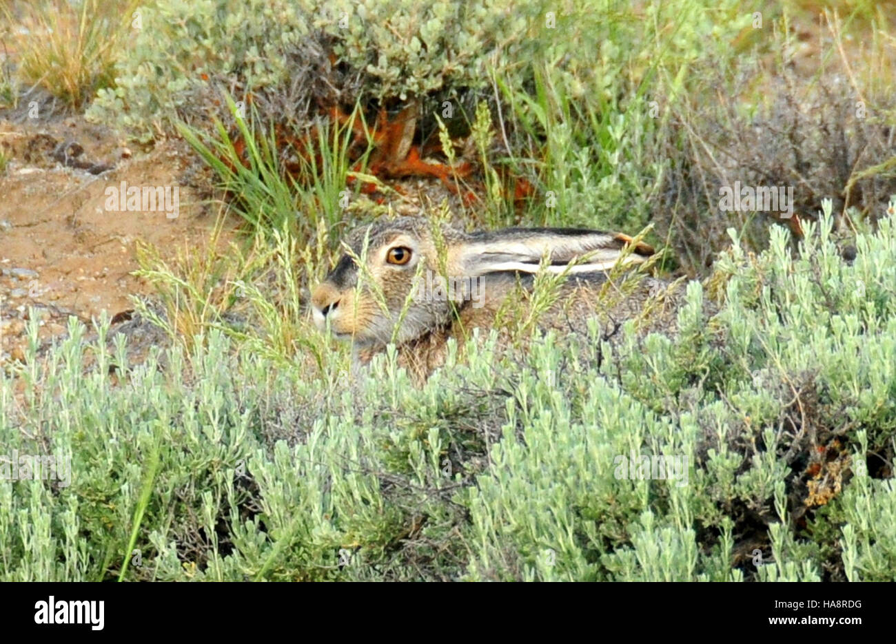 This image shows a white-tailed jackrabbit at Seedskadee National ...