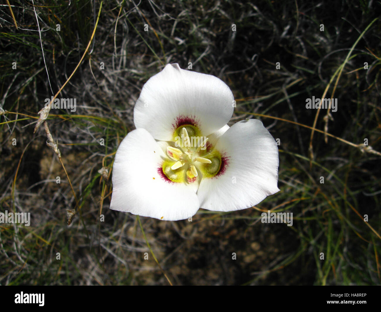 Sego lily hi-res stock photography and images - Alamy