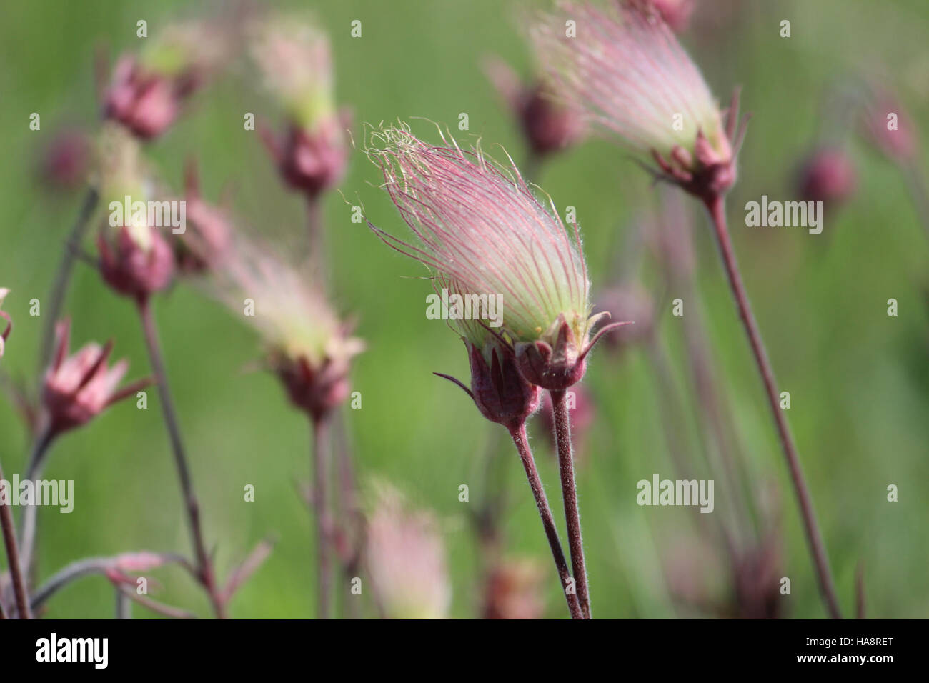 Prairie smoke seeds hi-res stock photography and images - Alamy