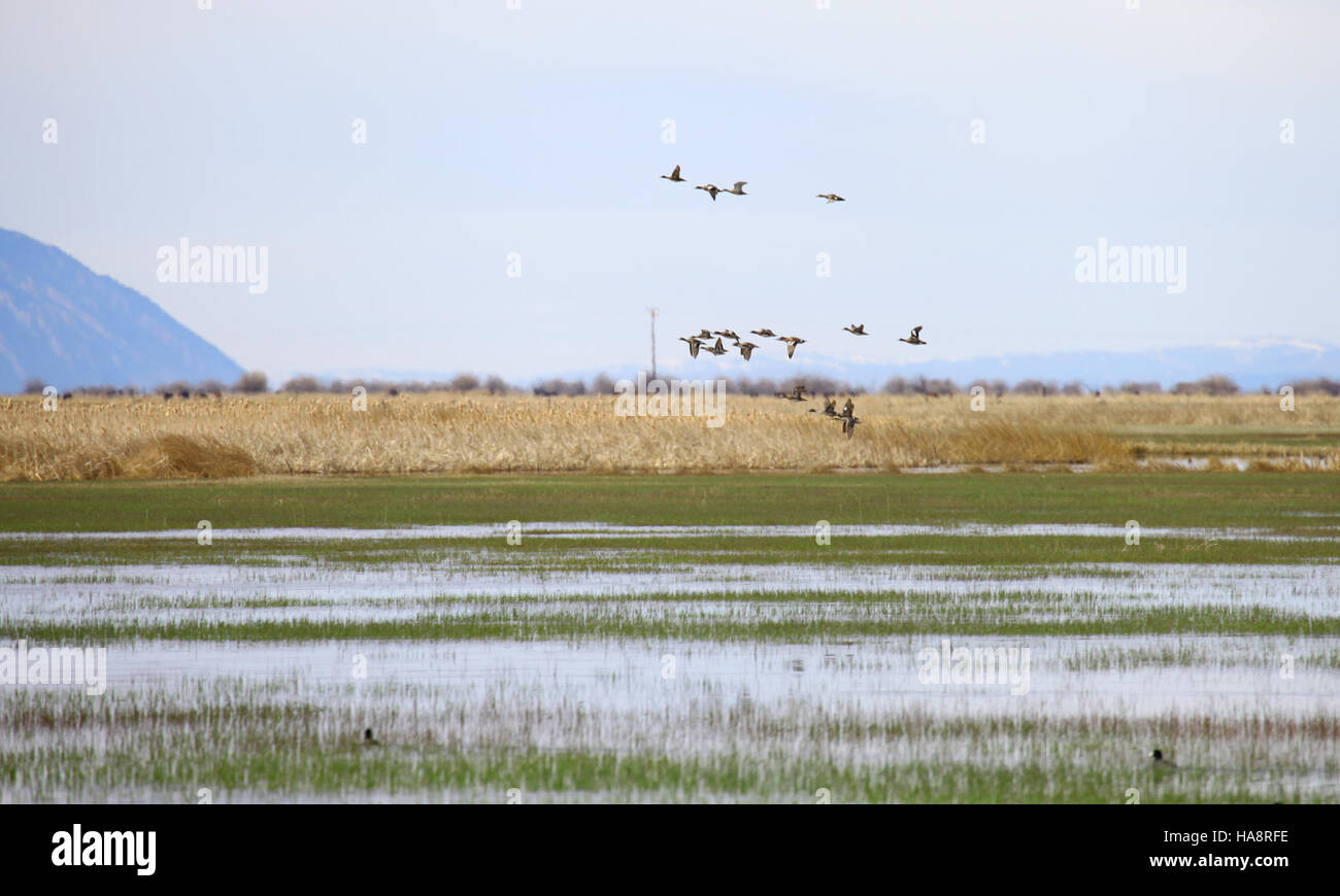 Ducks in flight over a national park showcase the diversity of birdlife ...