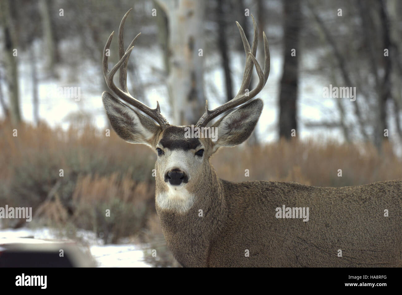 A Mule Deer stands in a national park, showcasing its graceful posture ...