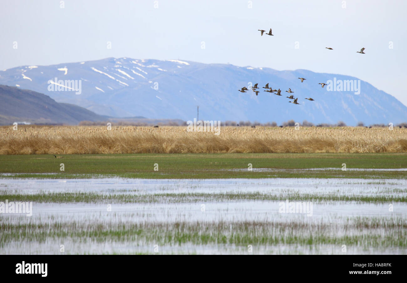 Ducks in flight over a national park represent a common sight within ...