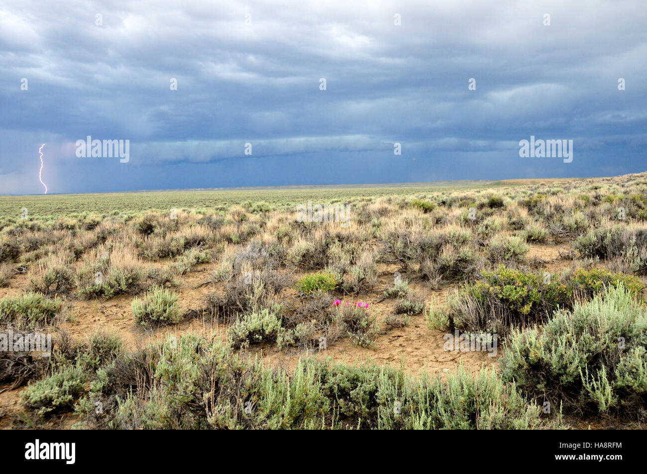Wildlife sagebrush steppe hi-res stock photography and images - Alamy
