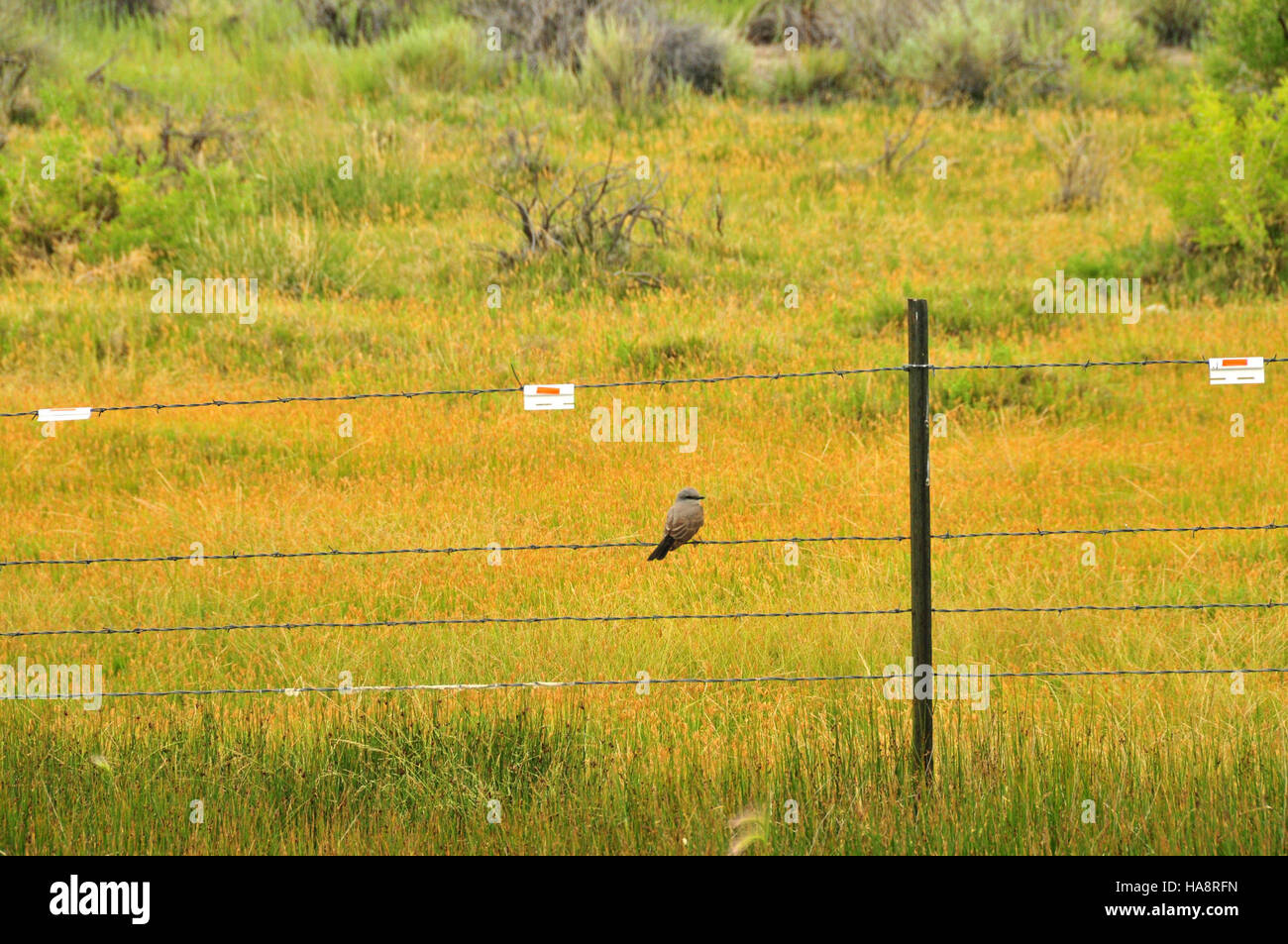 At Seedskadee National Wildlife Refuge, fence markers are being ...