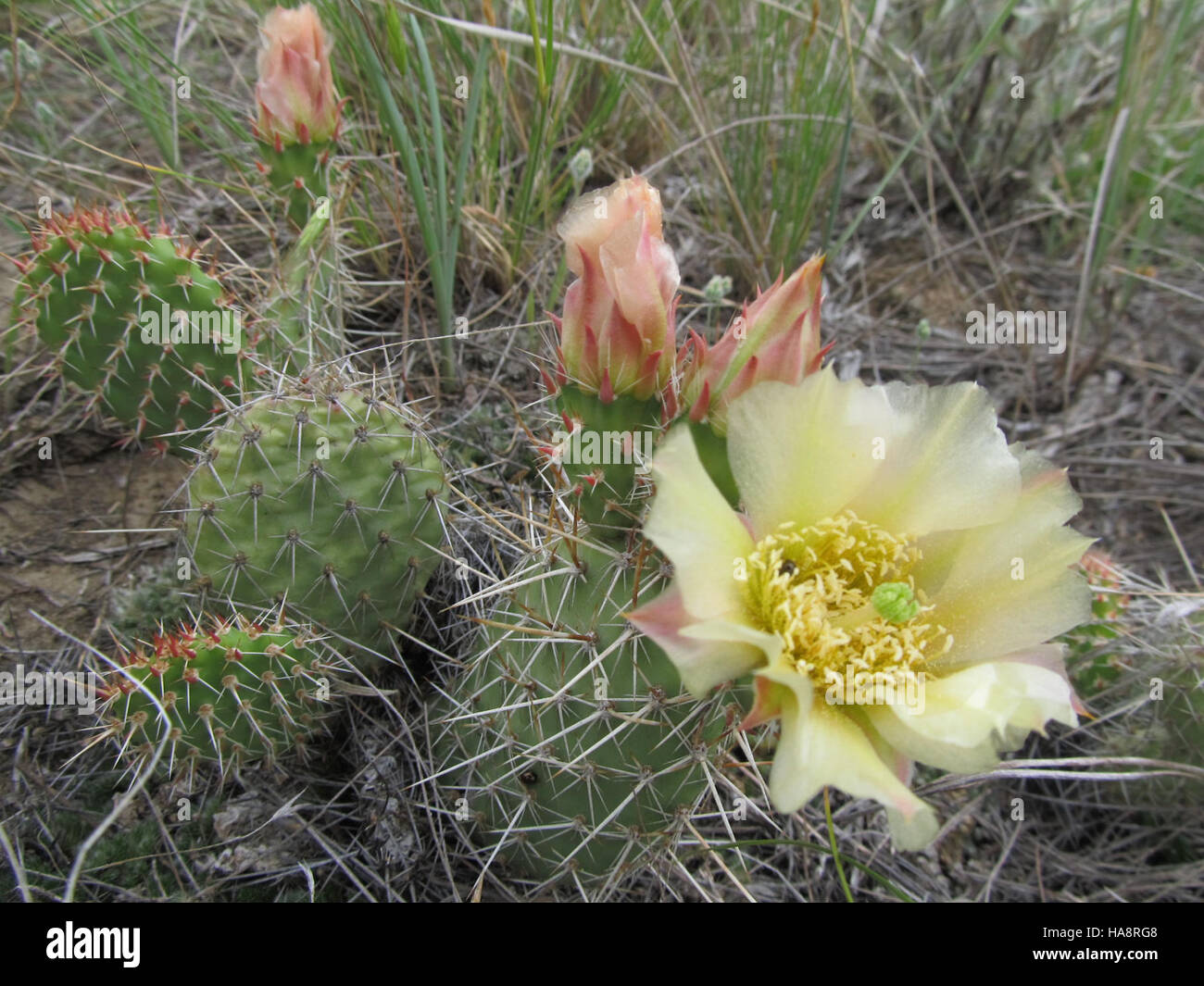 The prickly pear cactus, a distinctive species native to the Southwest ...