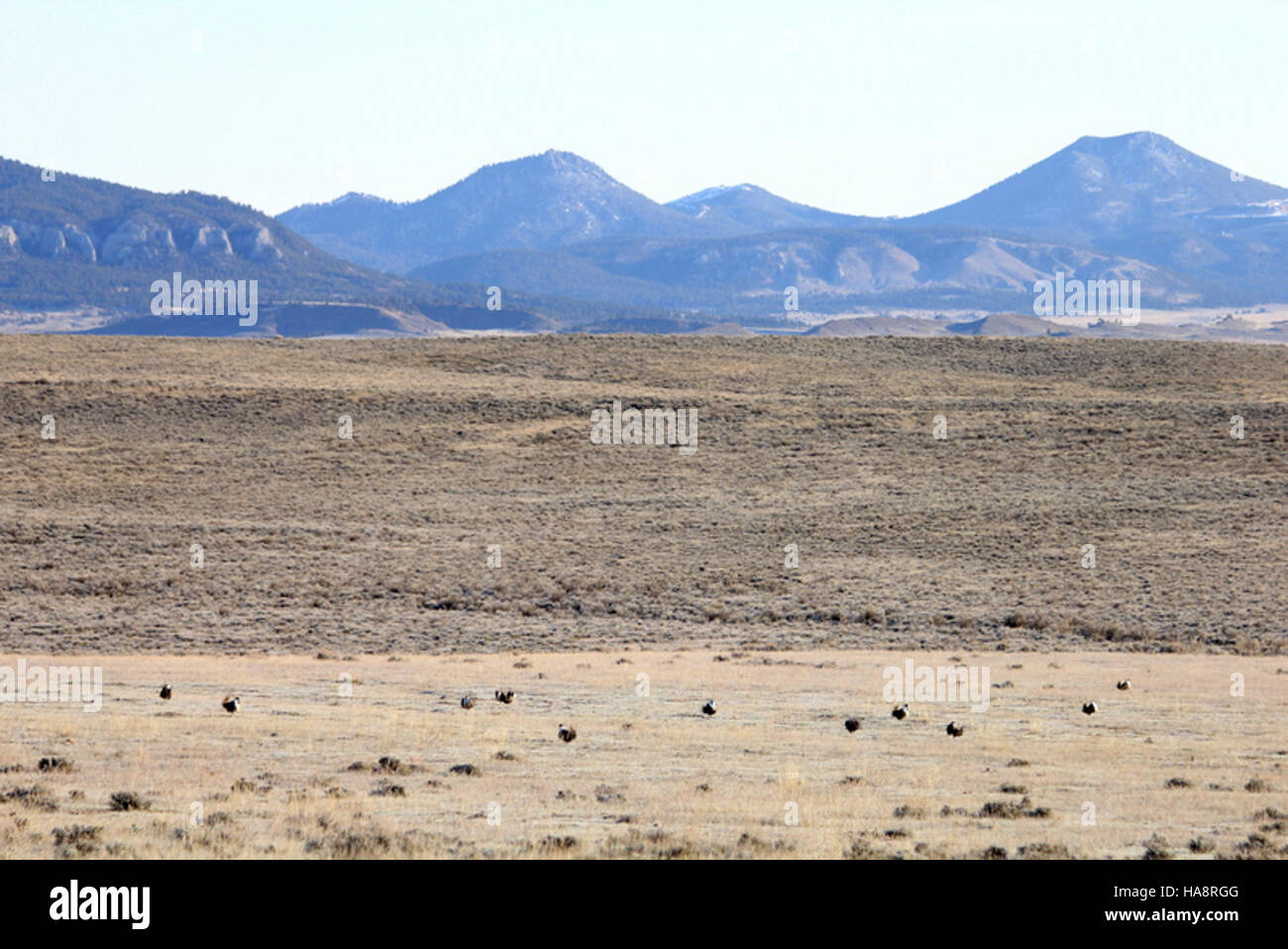 usfwsmtnprairie 14524074849 Greater Sage-grouse Lek with Little Rocky ...