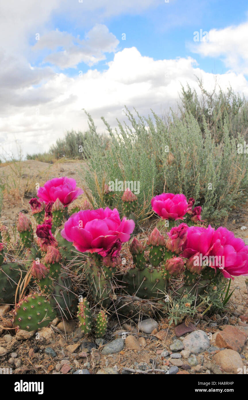 Prickly pear cactus (Opuntia polyacantha) is native to Seedskadee ...