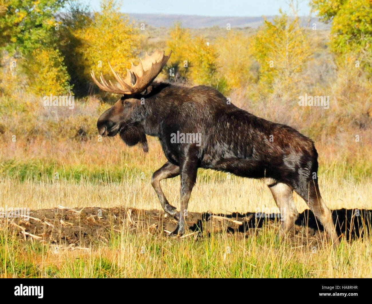 The Shiras bull moose, photographed during the fall, stands out against ...