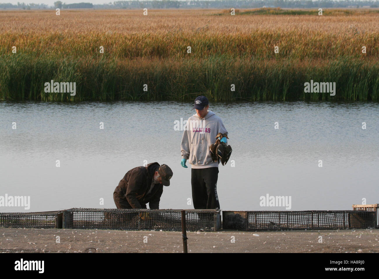 usfwsmtnprairie 14539305449 Sorting Ducks Stock Photo - Alamy
