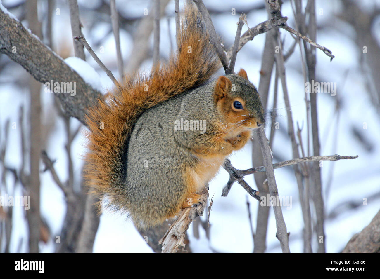 A fox squirrel is pictured in its natural habitat within a national ...