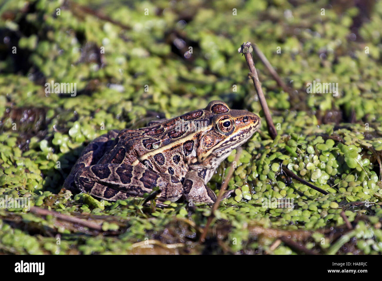 The Northern Leopard Frog, a species native to North America, is ...