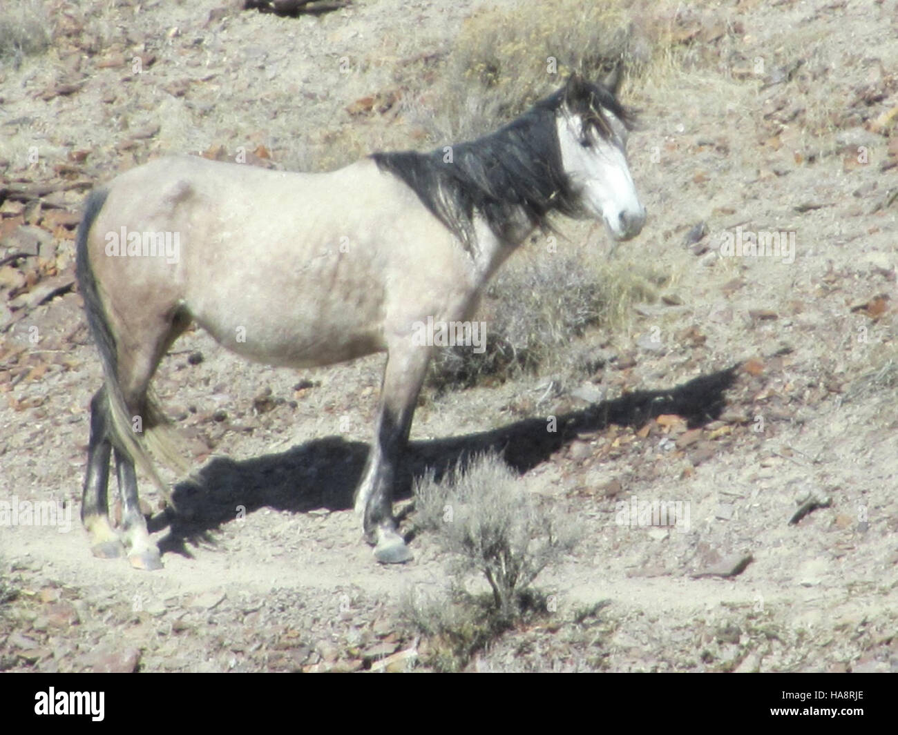 This image highlights the poor body condition of wildlife, showcasing ...