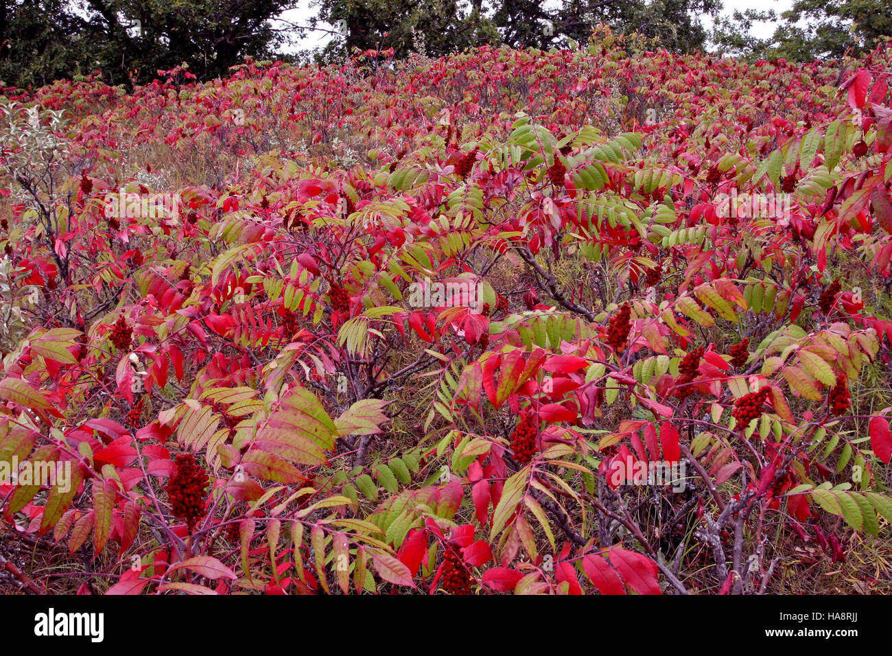 Red sumac, native to North America, is showcased in this image from a ...