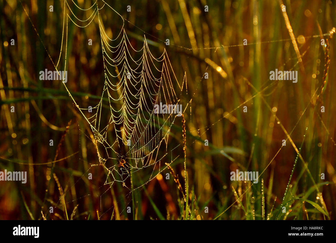 usfwsmtnprairie 14612974494 Orb spider web backlit by sunrise Sand Lake ...