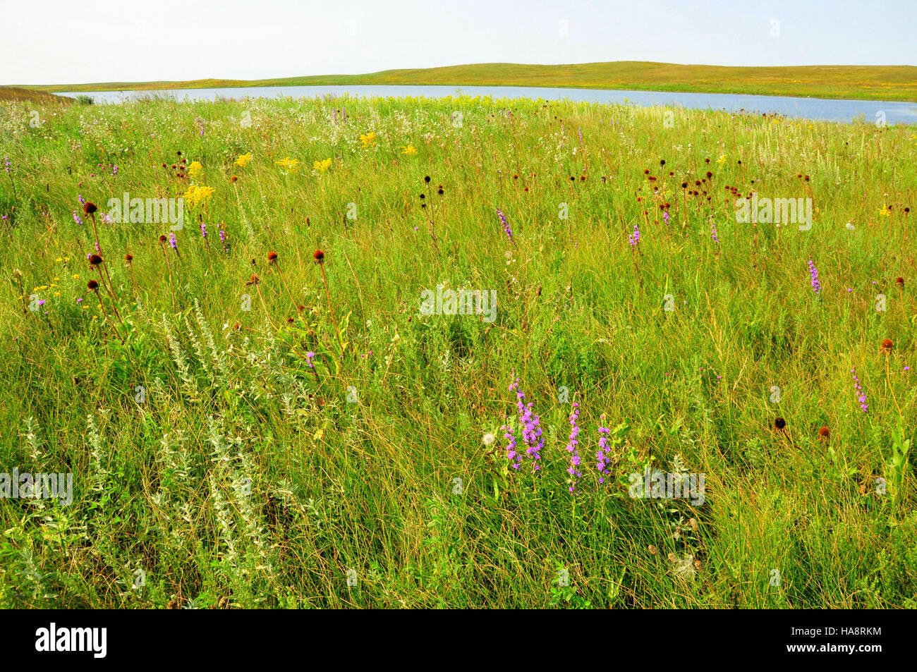 The Native mixed grass prairie in Sand Lake Wetland Management District ...