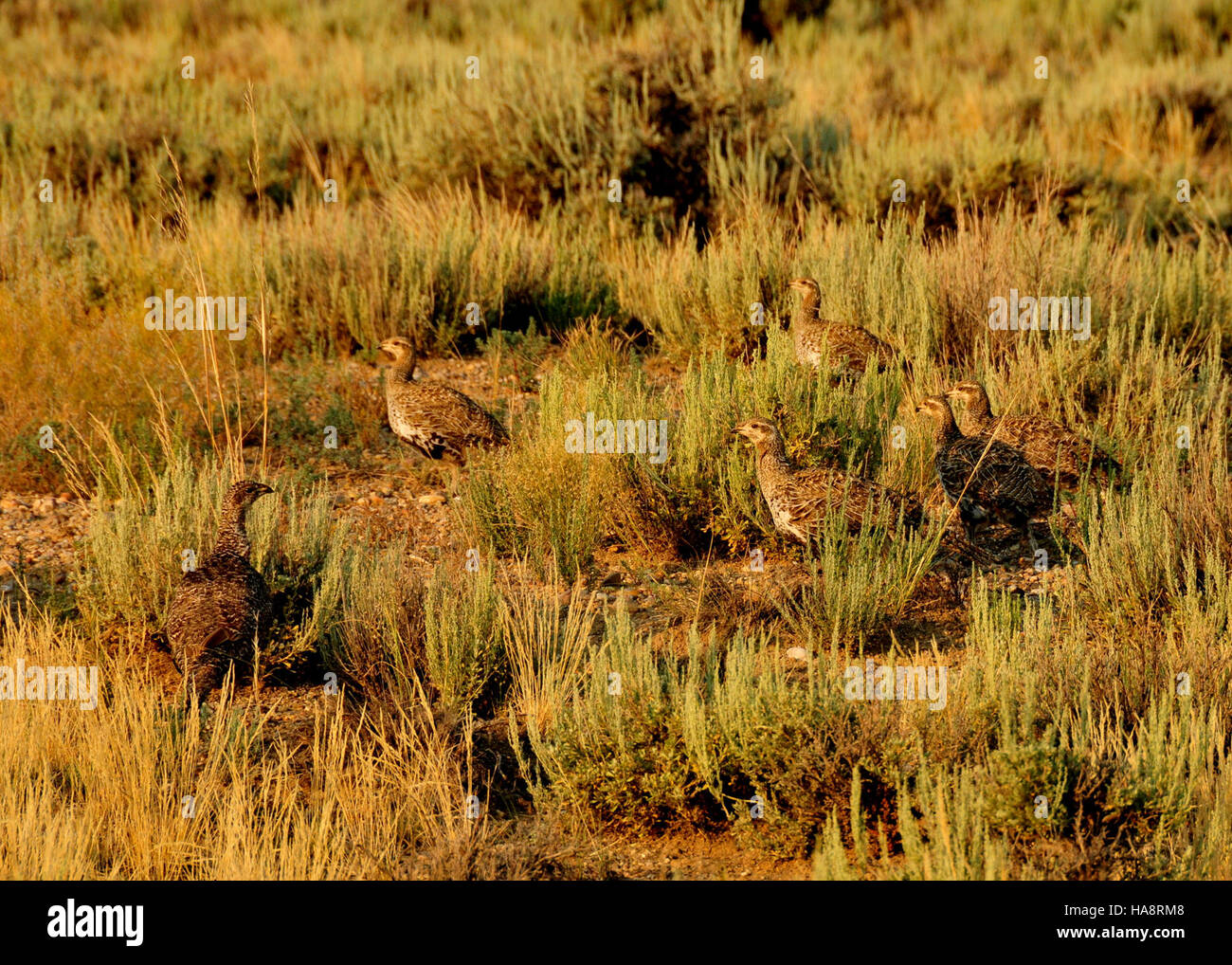 A Greater Sage Grouse brood is observed at Seedskadee National Wildlife ...