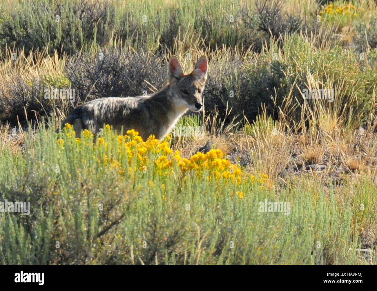 A coyote pup is photographed at Seedskadee National Wildlife Refuge ...