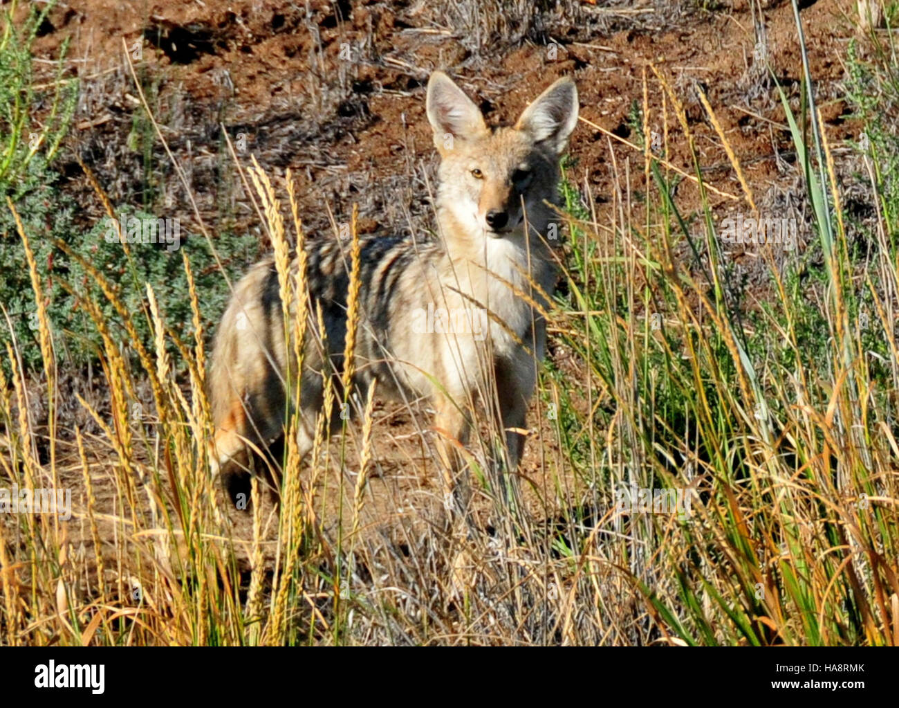 usfwsmtnprairie 14636053518 Coyote Pup Seedskadee NWR Stock Photo - Alamy