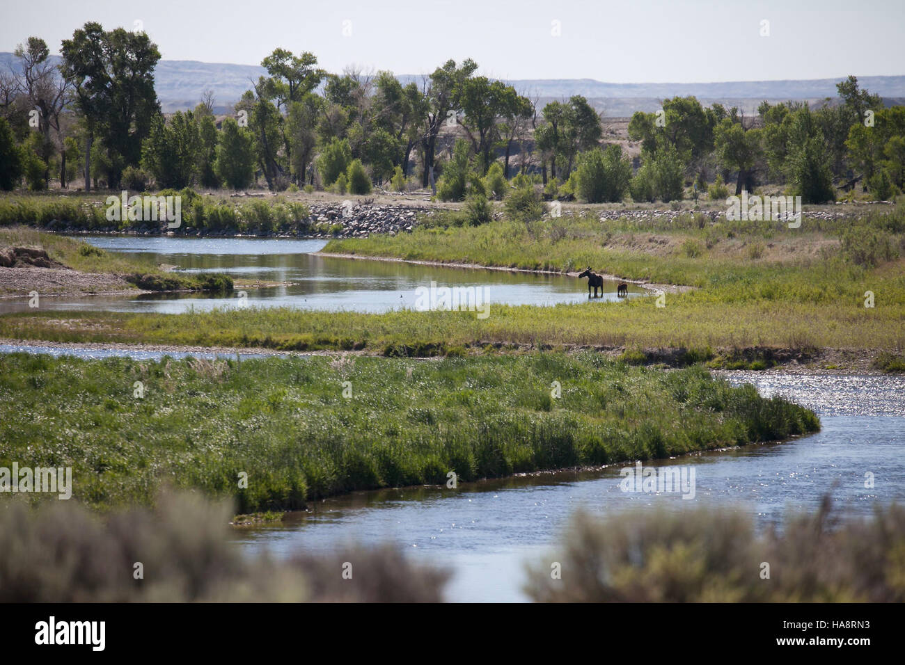 A mother moose is spotted on the Green River at Seedskadee National ...