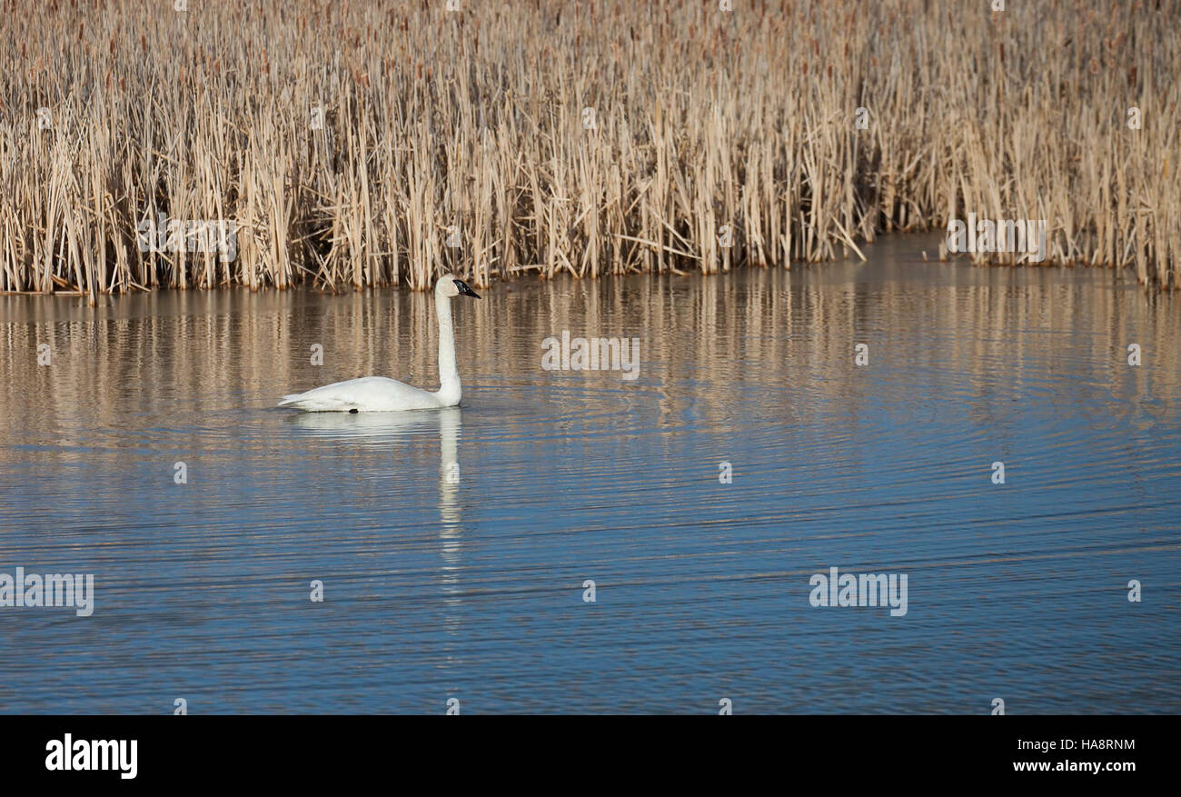 A Trumpeter Swan, spotted in a national park, showcases the diversity ...