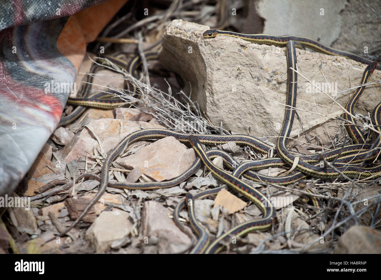 Hibernaculum garter snake hi-res stock photography and images - Alamy