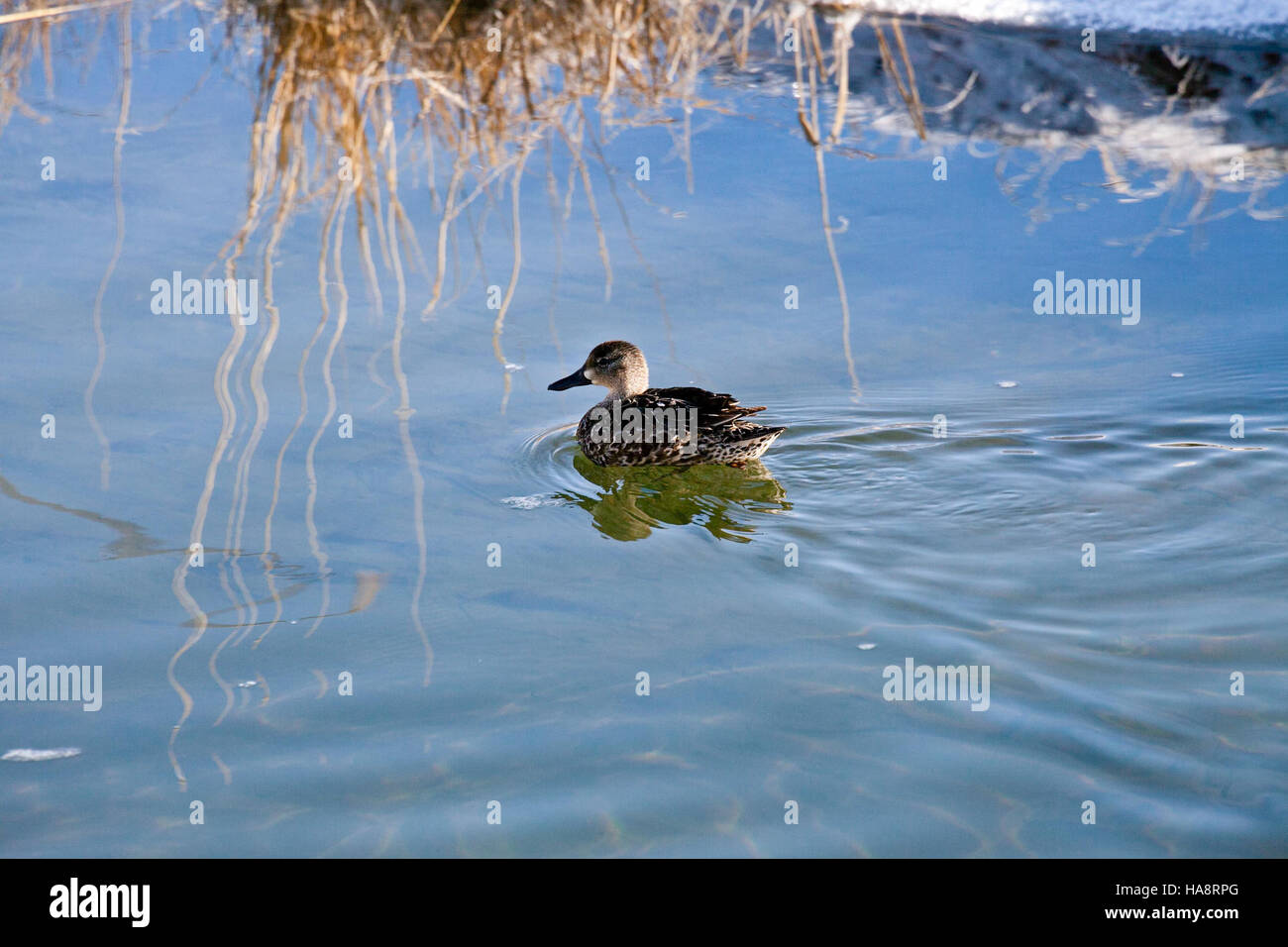 A female teal is spotted along the Hamp 2 ditch at Seedskadee National ...