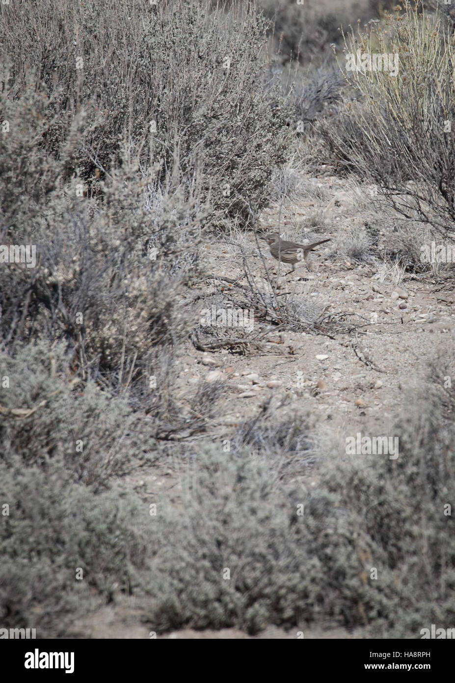 This image shows a sage thrasher, a bird species native to the ...