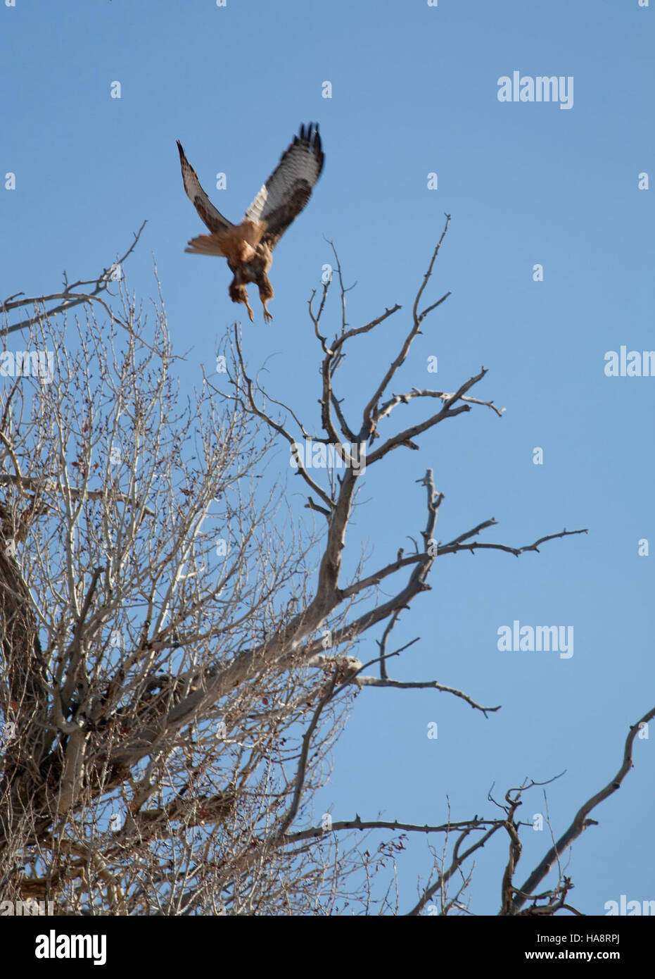 A red-tailed hawk takes flight in a national park, showcasing the bird ...
