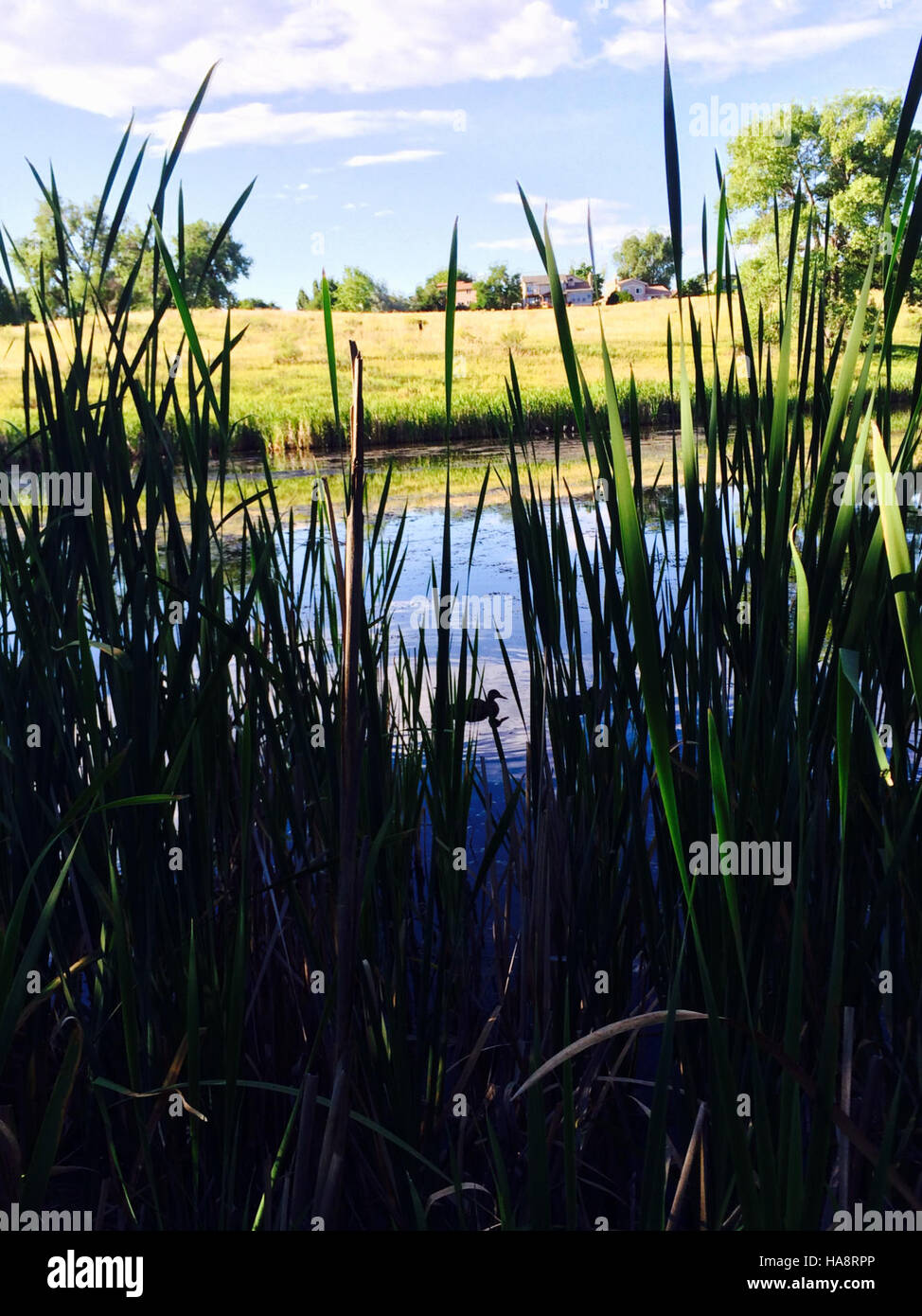 usfwsmtnprairie 14658340988 Two Ponds Duck View Stock Photo - Alamy